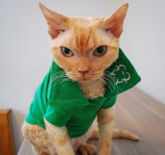 Katzen- und Hundepullover stricken - 62 Tierkleidung-Ideen