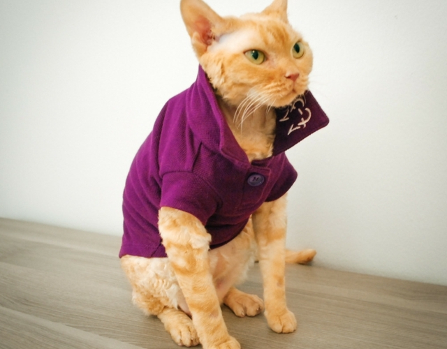 Katzen- und Hundepullover stricken - 62 Tierkleidung-Ideen