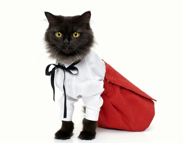 Katzen- und Hundepullover stricken - 62 Tierkleidung-Ideen