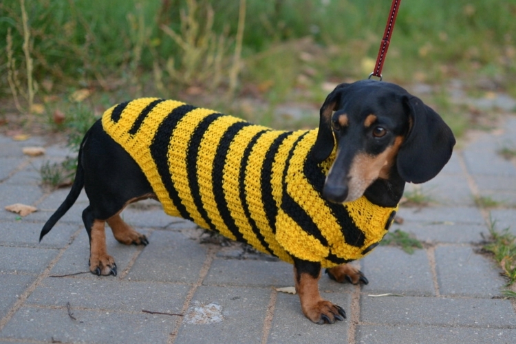 Katzen- und Hundepullover stricken - 62 Tierkleidung-Ideen