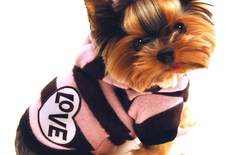 Katzen- und Hundepullover stricken - 62 Tierkleidung-Ideen