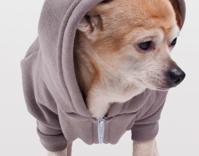 Katzen- und Hundepullover stricken - 62 Tierkleidung-Ideen