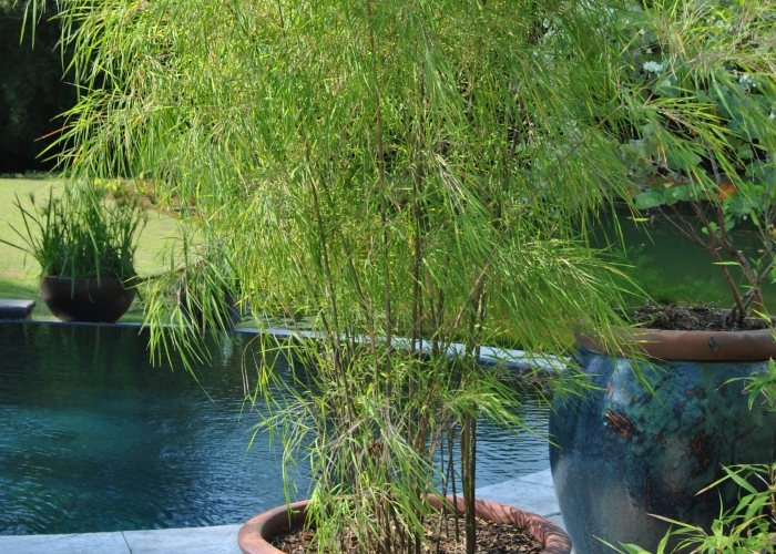 Bambus im Garten -faszinierend und vielseitig einsetzbar