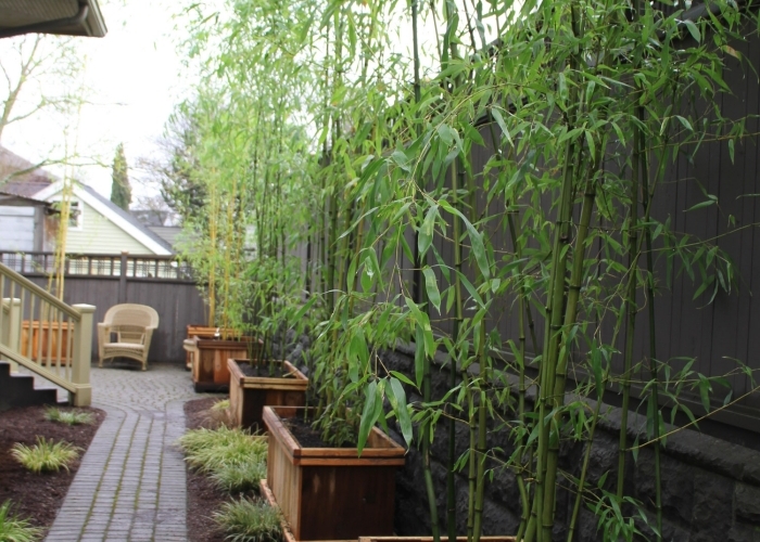 Bambus im Garten -faszinierend und vielseitig einsetzbar