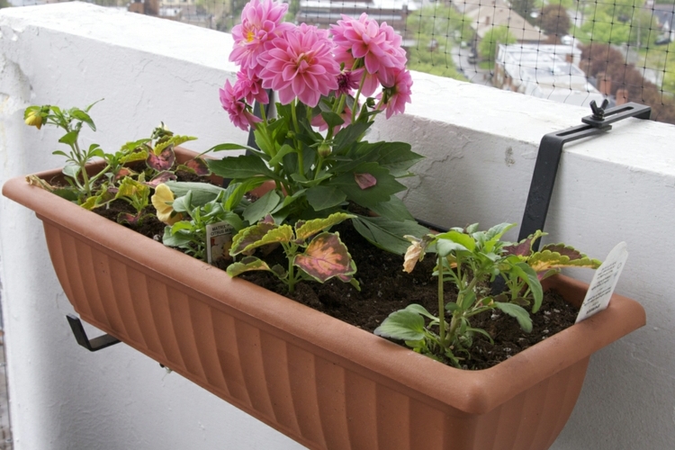 Balkonbepflanzung Ideen - Pflanzen für jede Himmelsrichtung