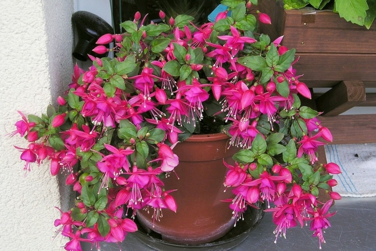 Balkonbepflanzung Ideen - Pflanzen für jede Himmelsrichtung