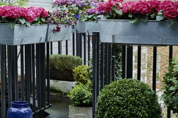 Balkonbepflanzung Ideen - Pflanzen für jede Himmelsrichtung