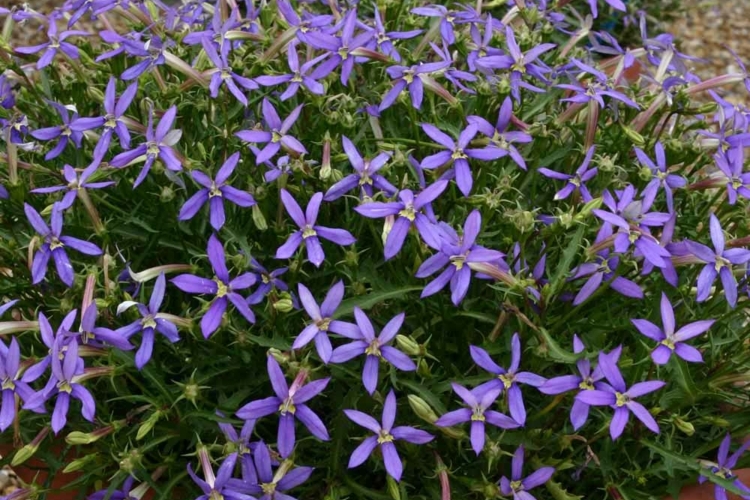 Balkonbepflanzung Ideen - Pflanzen für jede Himmelsrichtung