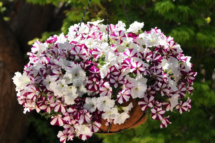 Balkonbepflanzung Ideen - Pflanzen für jede Himmelsrichtung