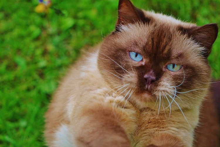 Die 5 beliebtesten Rassekatzen und ihr Charakter: Liste mit Fotos