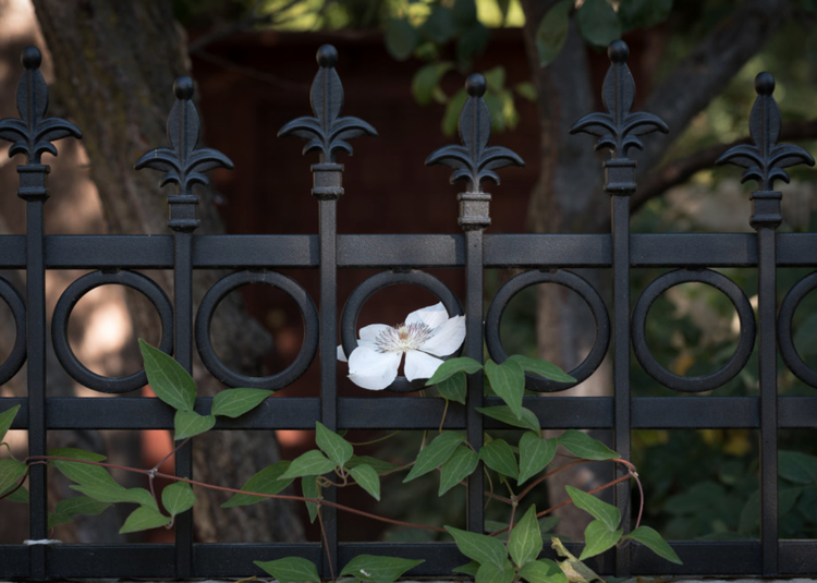 Mit diesen schönen Kletterpflanzen können Sie den Zaun begrünen!