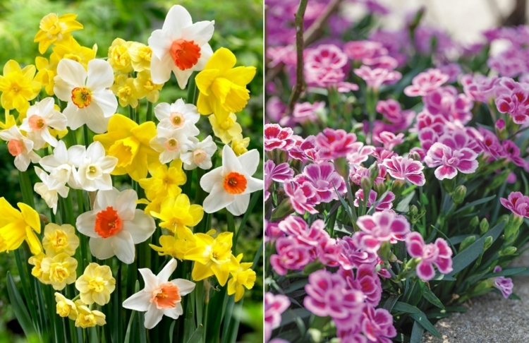 Diese Blumenarten von A-Z mit Bild verschönern Haus & Garten - Teil 2