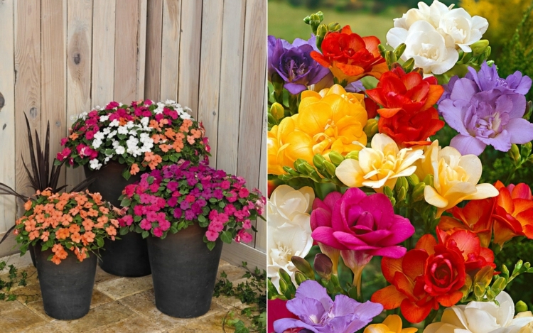 Suchen Sie eine Blumenarten Liste mit beliebten Blumen? Teil 1 hier!