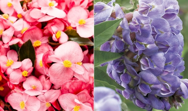 Suchen Sie eine Blumenarten Liste mit beliebten Blumen? Teil 1 hier!