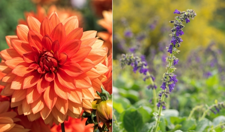 Suchen Sie eine Blumenarten Liste mit beliebten Blumen? Teil 1 hier!