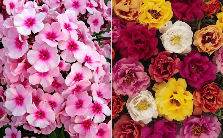 Diese Blumenarten von A-Z mit Bild verschönern Haus & Garten - Teil 2