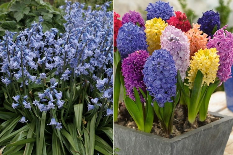 Suchen Sie eine Blumenarten Liste mit beliebten Blumen? Teil 1 hier!