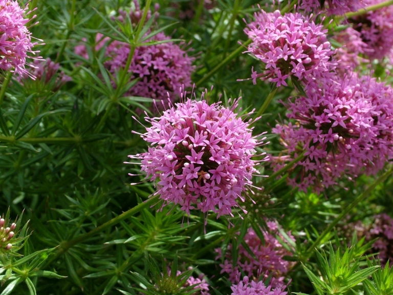 Rosa blühende Stauden im Überblick – Liste mit Pflegetipps für schöne ...