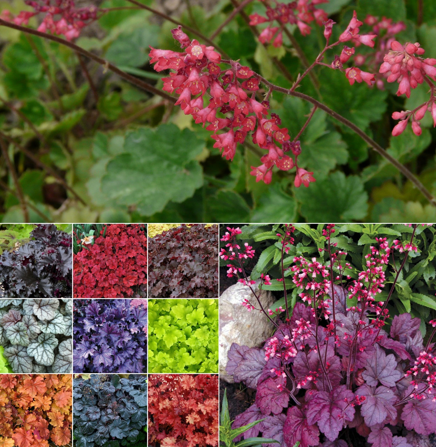 Blühende Stauden für Halbschatten - Eine Liste mit verschiedenen Farben