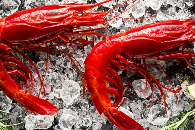 Garnelen & Co.: Die Unterschiede zwischen Shrimps, Scampi, Krabben u.a