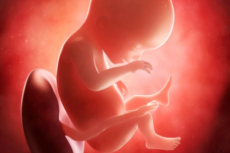 19 SSW - Was sich beim Baby und der werdenden Mutter verändert