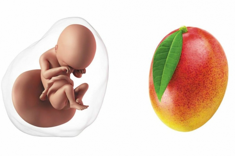 19 SSW - Was sich beim Baby und der werdenden Mutter verändert