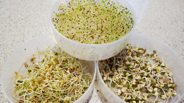 Sprossen ziehen und Microgreens-Anbau: Tipps für Hobby-Gärtner
