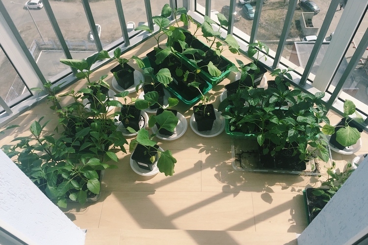 Samen säen und Setzlinge vorziehen: Der komplette Leitfaden!