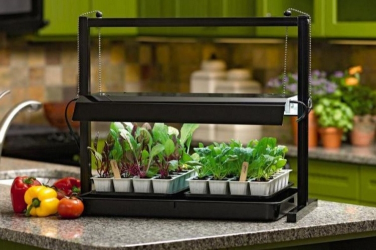 Samen säen und Setzlinge vorziehen: Der komplette Leitfaden!