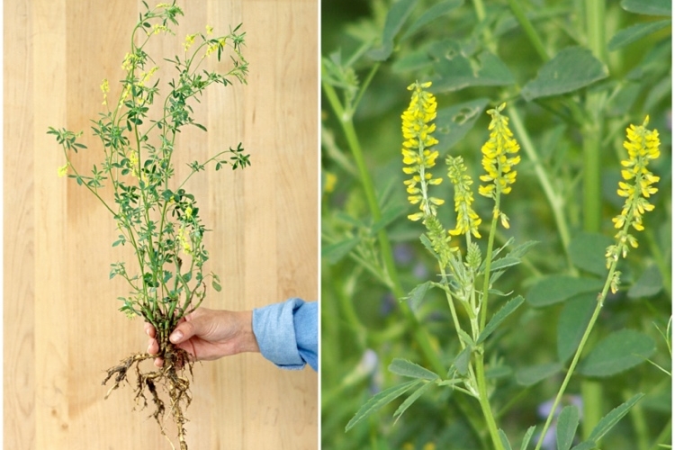 Unkraut Arten: 30 Bilder zur Erkennung und Tipps zur Bekämpfung