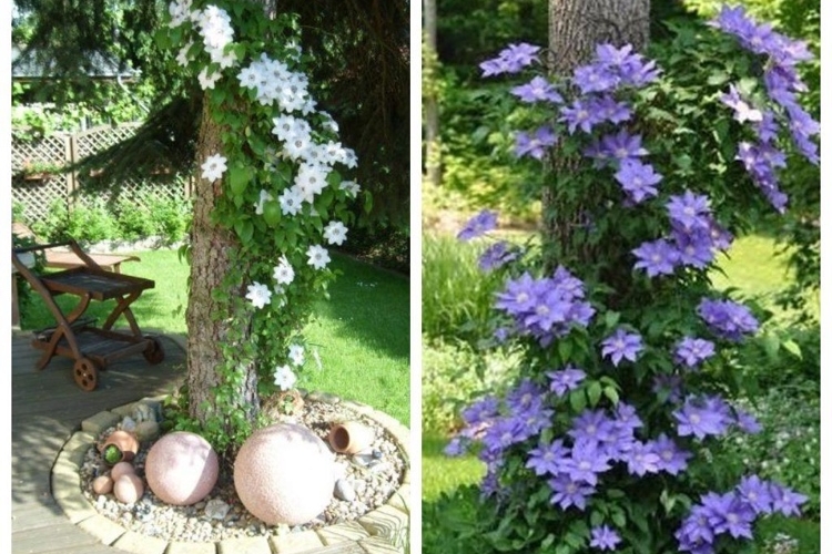 Welche Rankhilfe für Clematis? Hier sind 10 gute Ideen