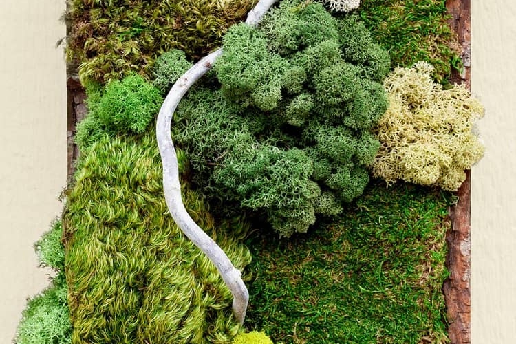 Möchten Sie ein Moosbild selber machen? Wir zeigen wie!