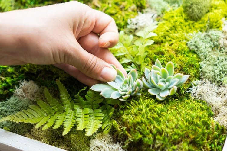 Möchten Sie ein Moosbild selber machen? Wir zeigen wie!