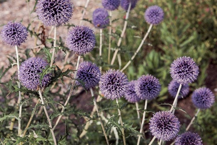 Dekotipp: Disteln trocknen und schöne Deko selber machen