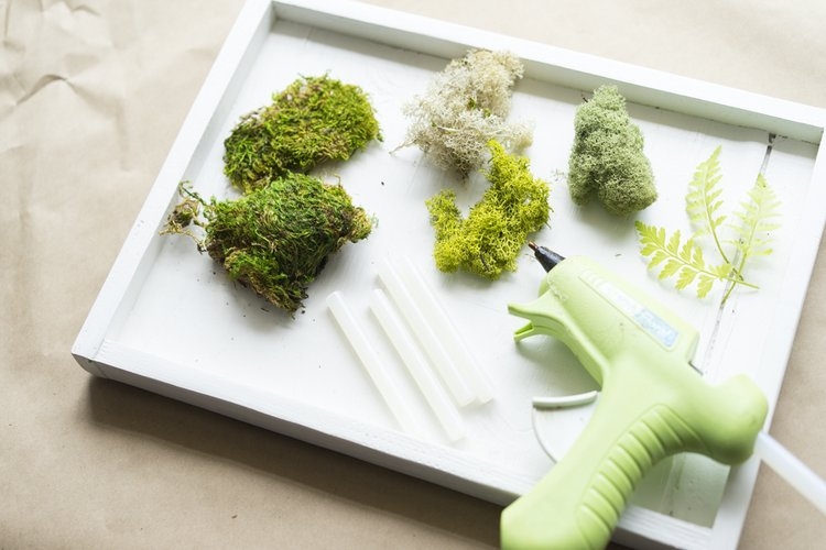 Möchten Sie ein Moosbild selber machen? Wir zeigen wie!