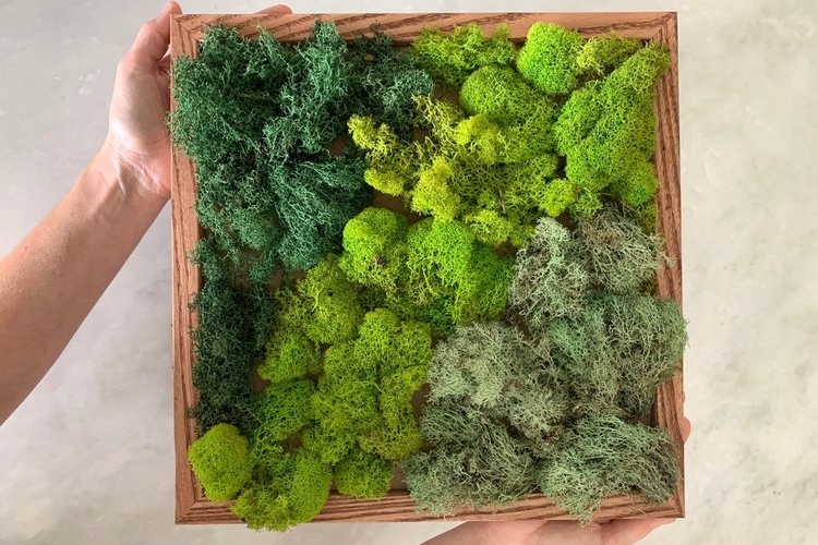 Möchten Sie ein Moosbild selber machen? Wir zeigen wie!