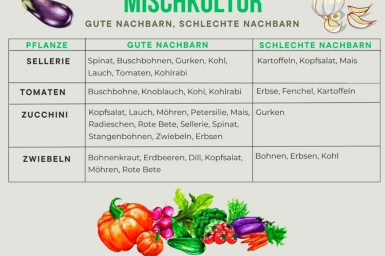 Mischkultur bei Gemüse: Tabelle mit passenden Pflanzpartnern